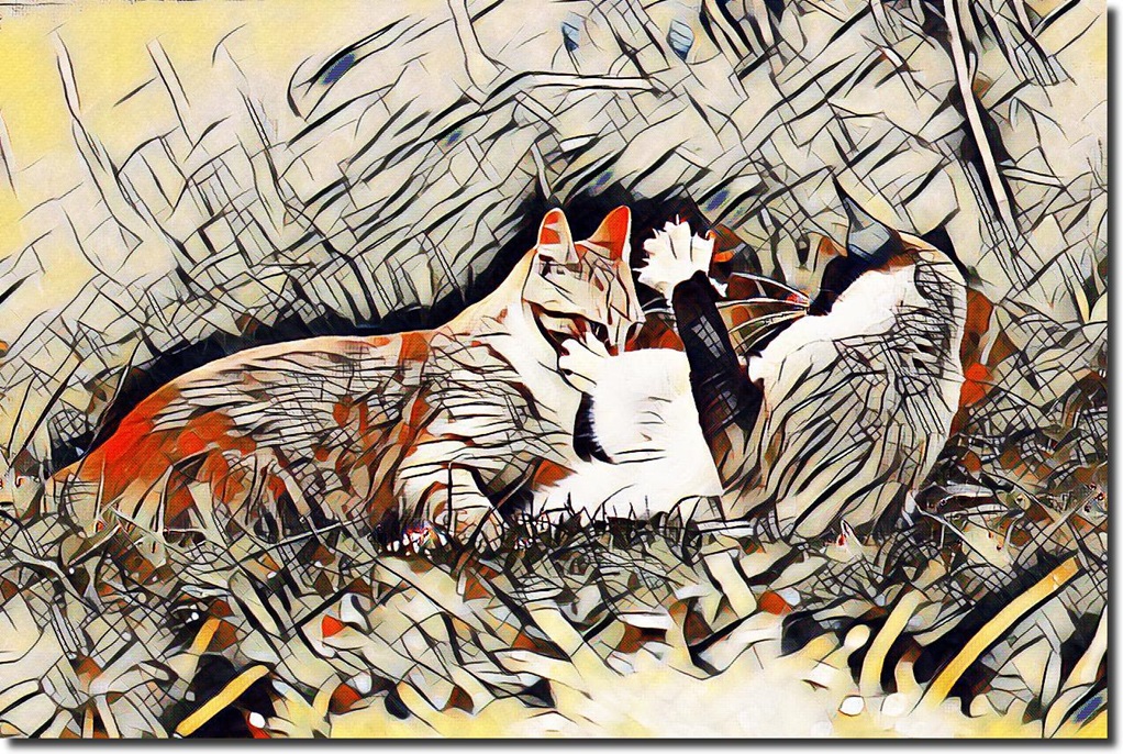 Ezra and the cats - Adamsonmedia.com